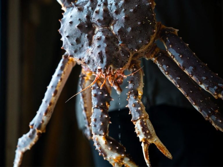 King Krab Tasting in Tromsø and Alta - Northern Shots Tours